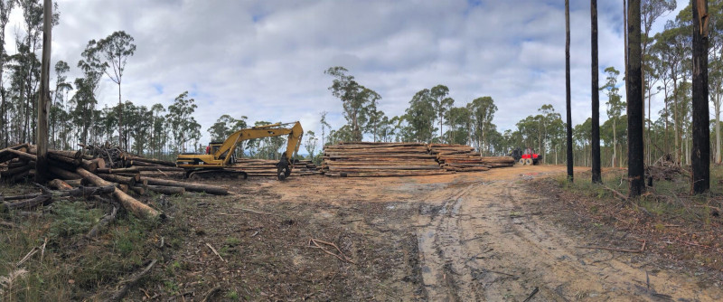 The future of native forest logging | Castlemaine Mail